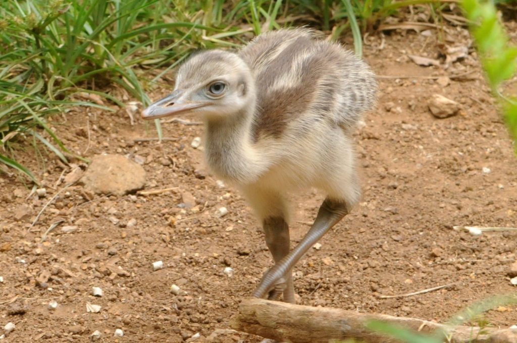 Filhote de ema é cuidado por dois pais no Gramadozoo - Blog do Gerson